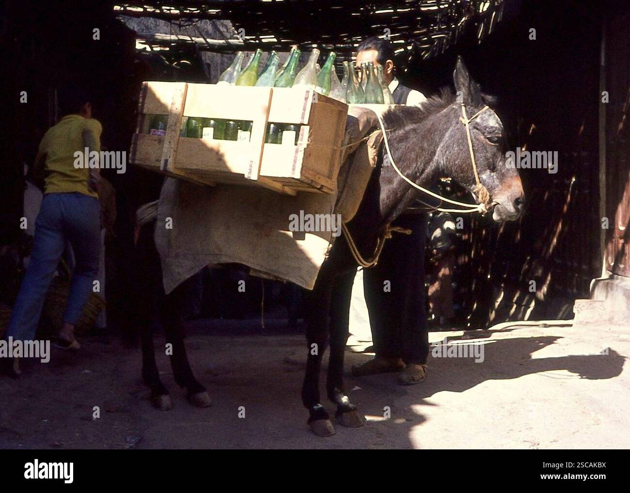 A donkey with bags with bottles on his back in Morocco Stock Photo - Alamy