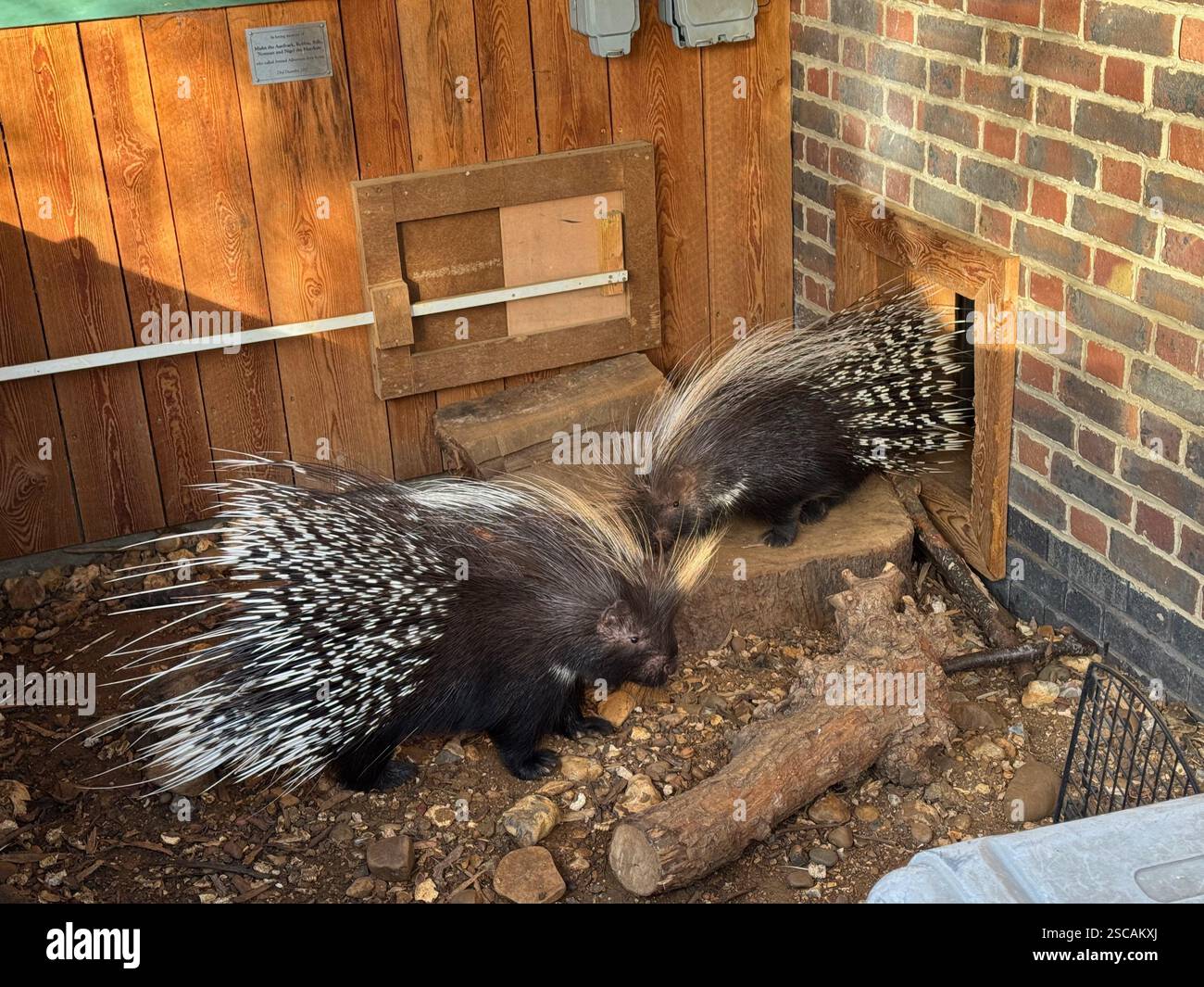Two Cape crested porcupines in their holding enclosure at London Zoo ...