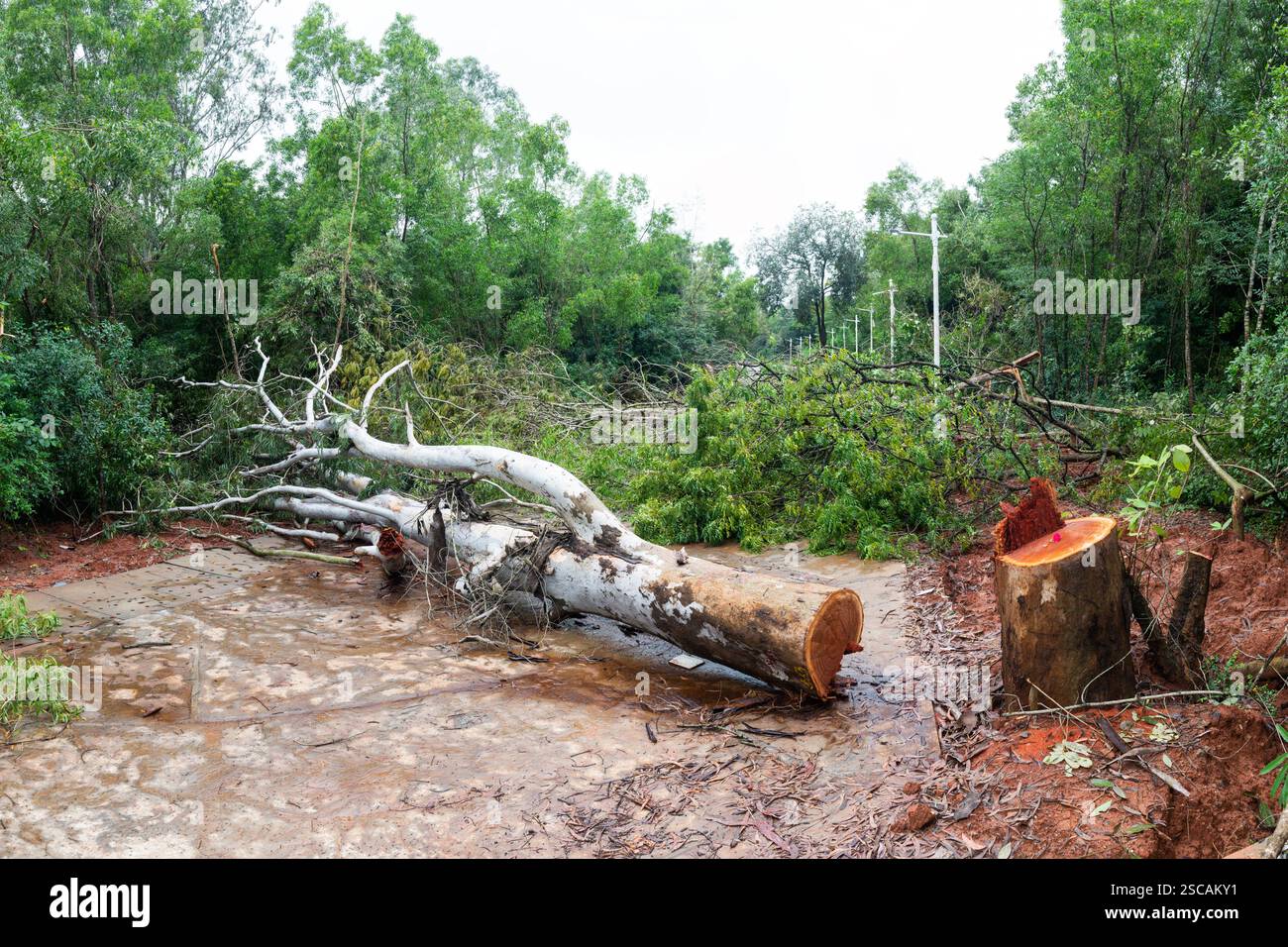AUROVILLE, INDIA - January 2024: Ancient tree felling in Auroville for ...
