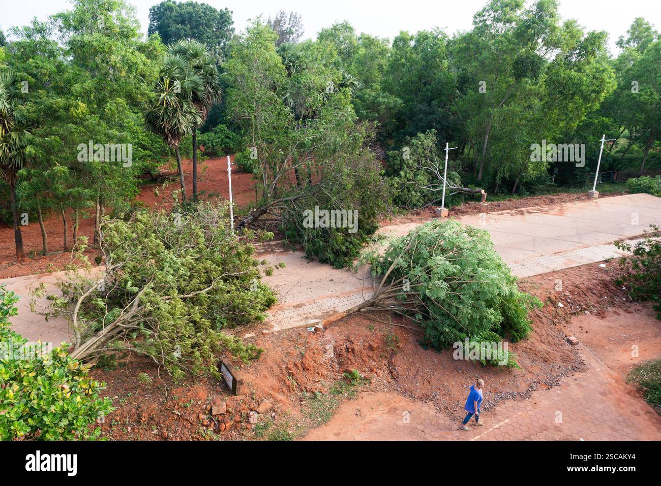 AUROVILLE, INDIA - January 2024: Ancient tree felling in Auroville for ...