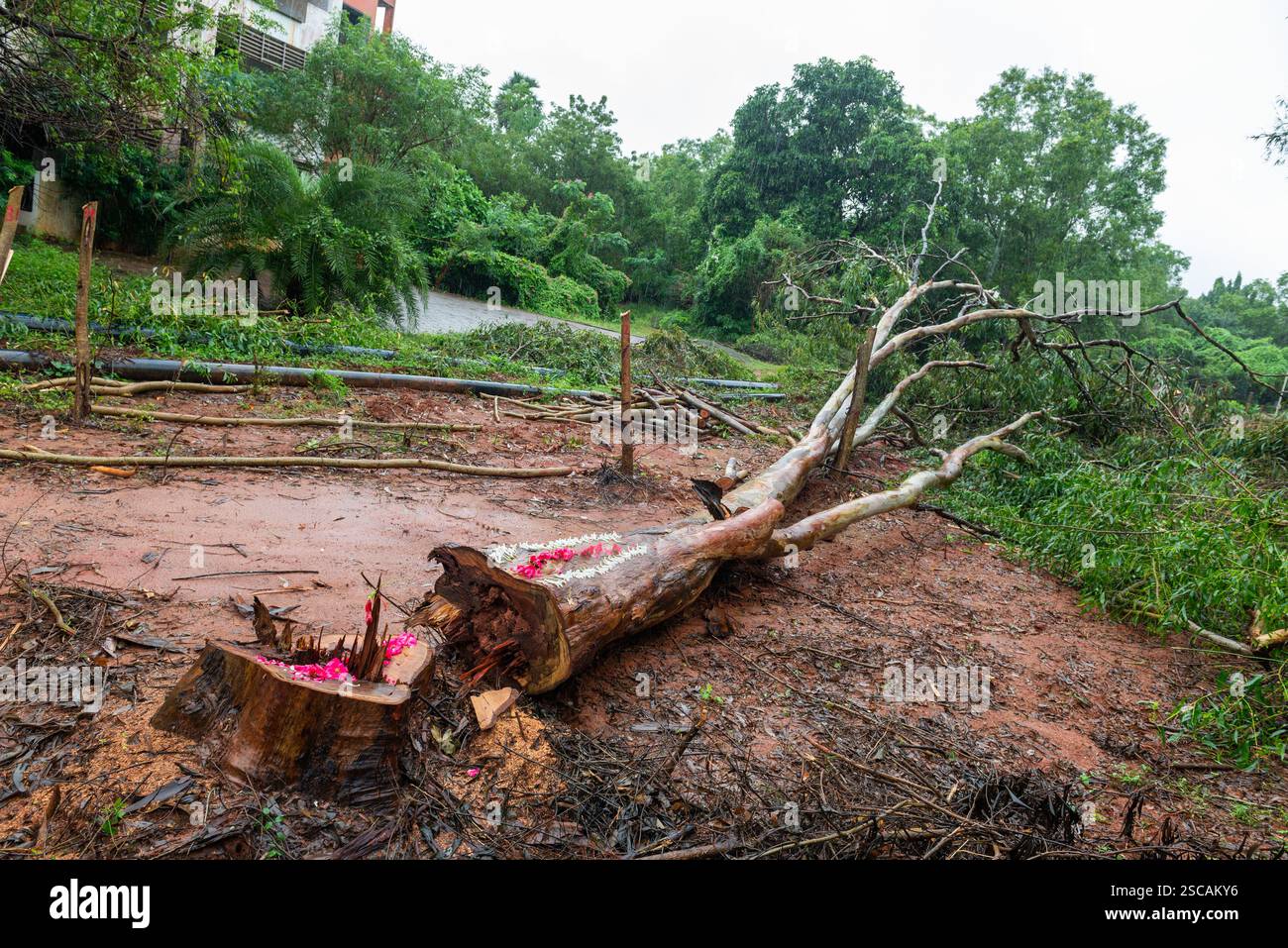 AUROVILLE, INDIA - January 2024: Ancient tree felling in Auroville for ...