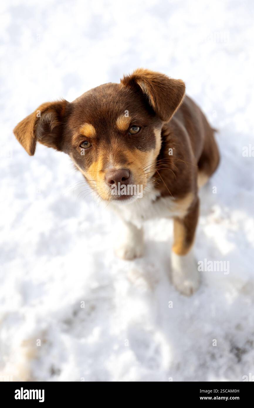 Brown mutt puppy dog sitting outdoor looking up. Mix Breed Stock Photo ...