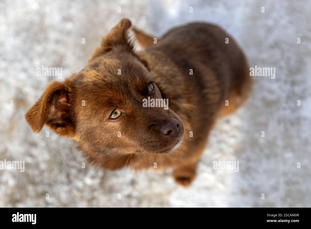 Brown mutt puppy dog sitting outdoor looking up. Mix Breed Stock Photo ...