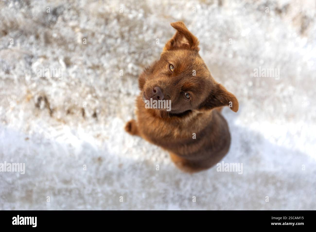 Brown mutt puppy dog sitting outdoor looking up. Mix Breed Stock Photo ...