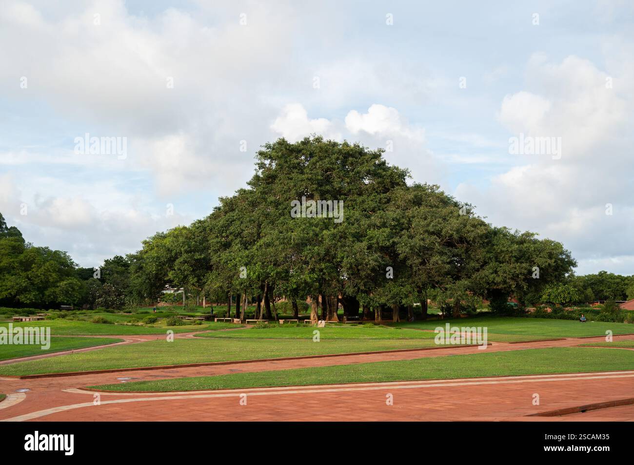 AUROVILLE, INDIA - October 2024: The Banyan tree, symbol of Aurocille ...