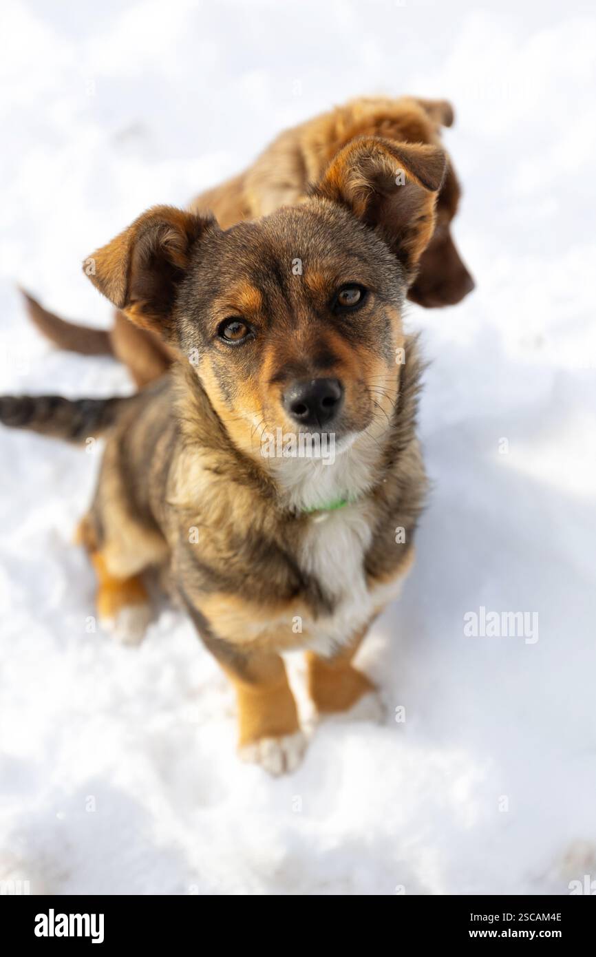 Brown mutt puppy dog sitting outdoor looking up. Mix Breed Stock Photo ...