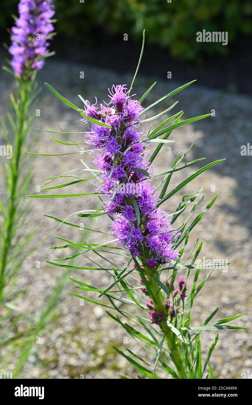 Purple autumn flowers of Liatris spicata also known as button snakewort ...