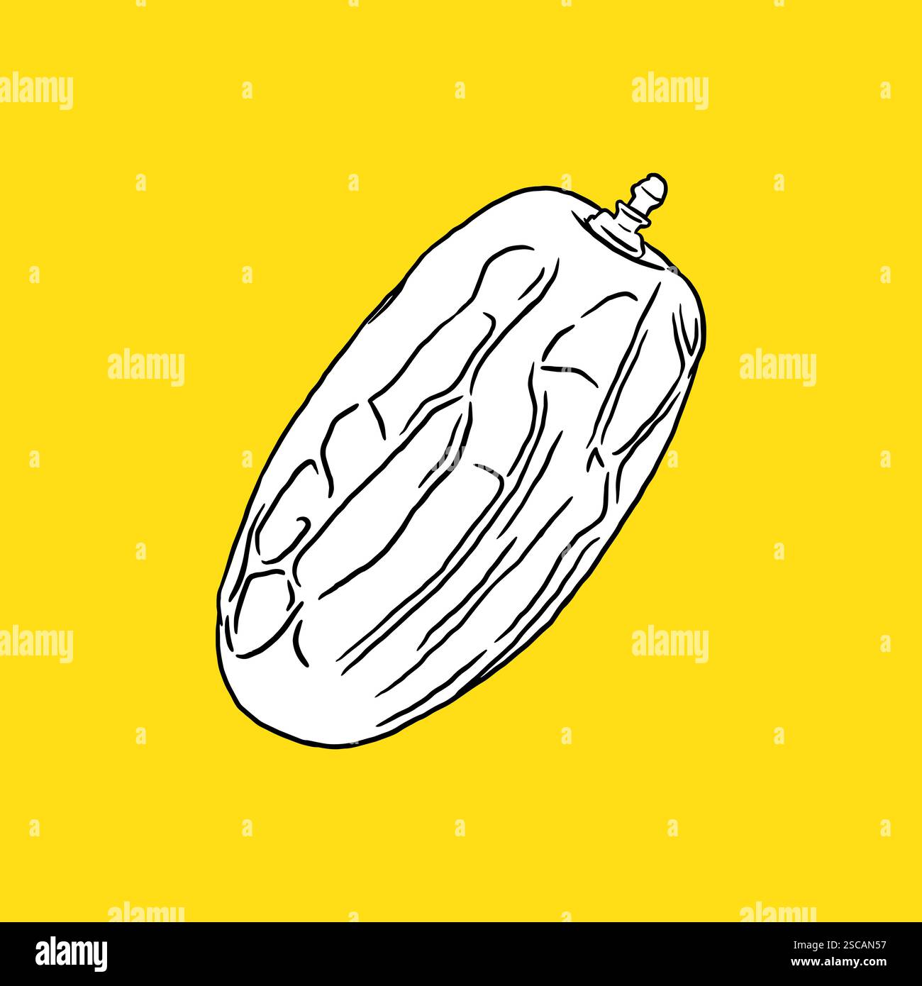 Hand-Drawn Vector Illustration of a Medjool Date Stock Vector Image ...