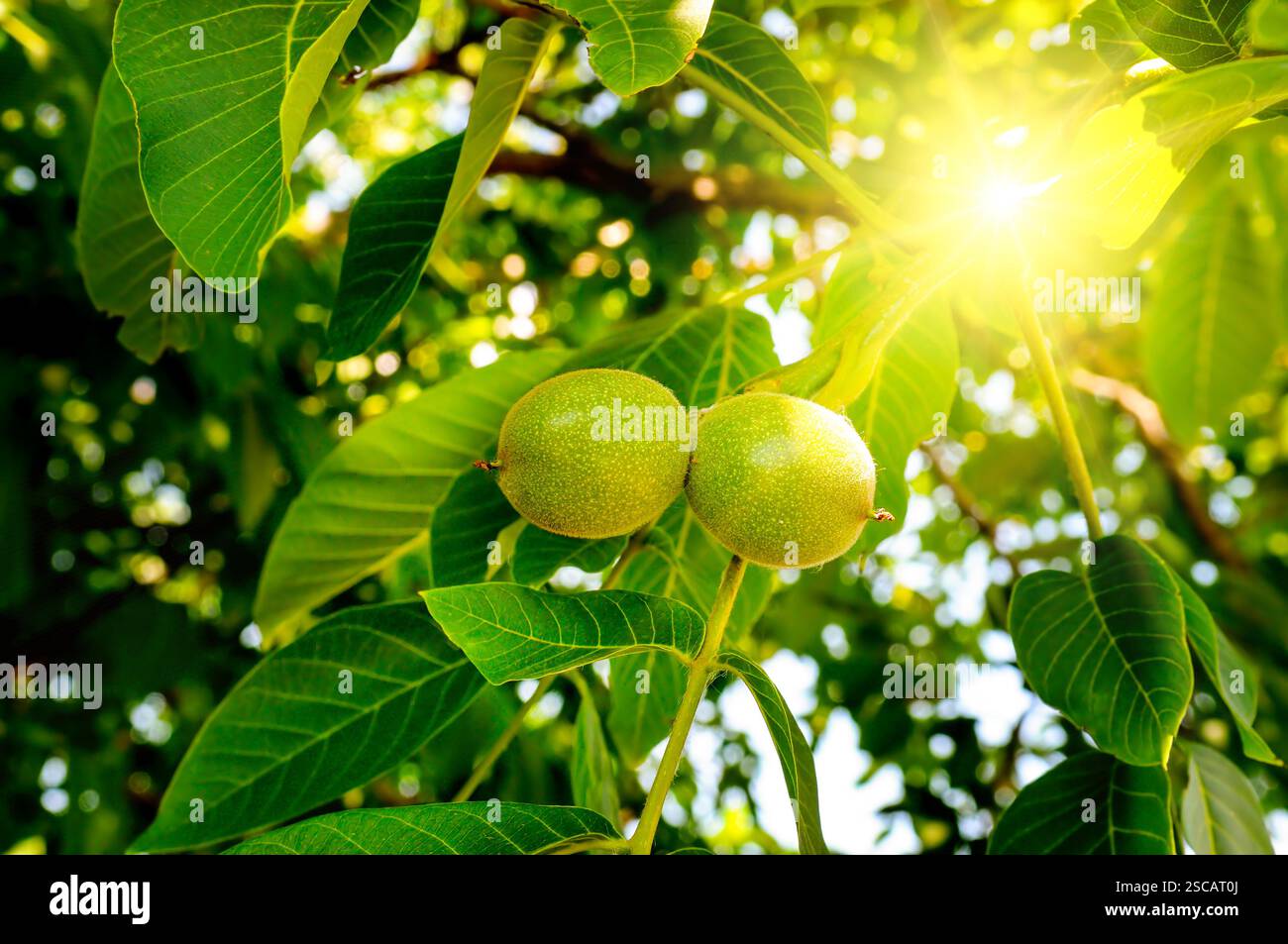 Fruits of a walnut on a branch of a tree in the yellow warm rays of the ...
