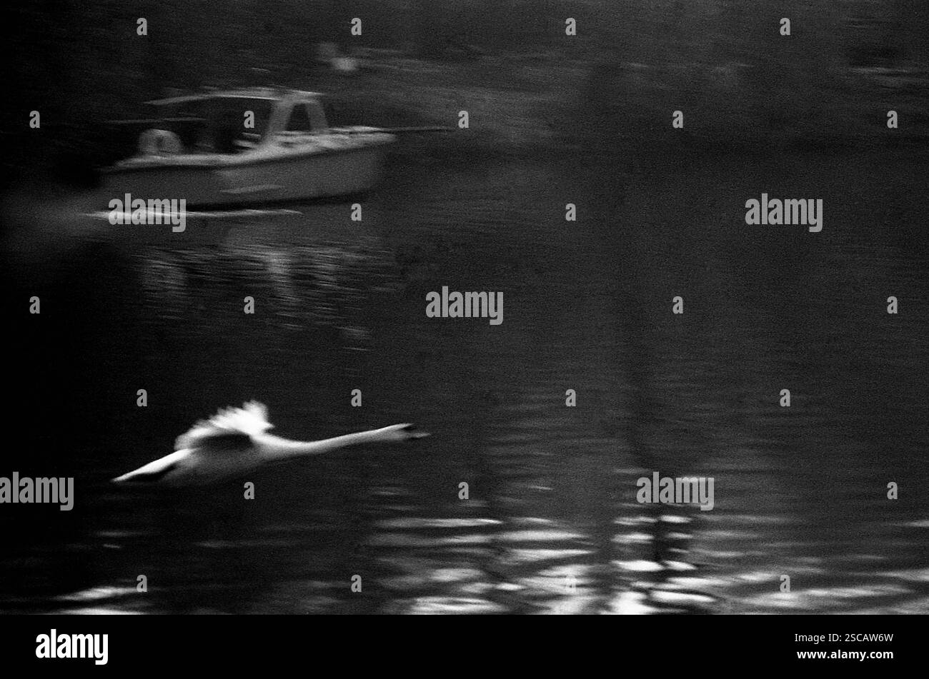 Swan lake Black and White Stock Photos & Images - Alamy