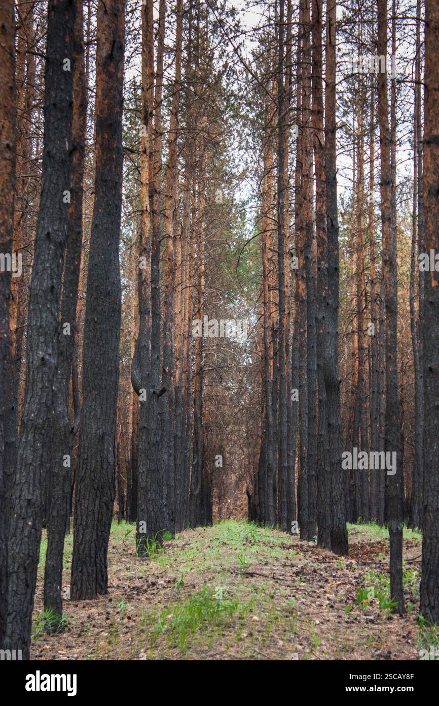 burnt pine forest after fire Stock Photo - Alamy