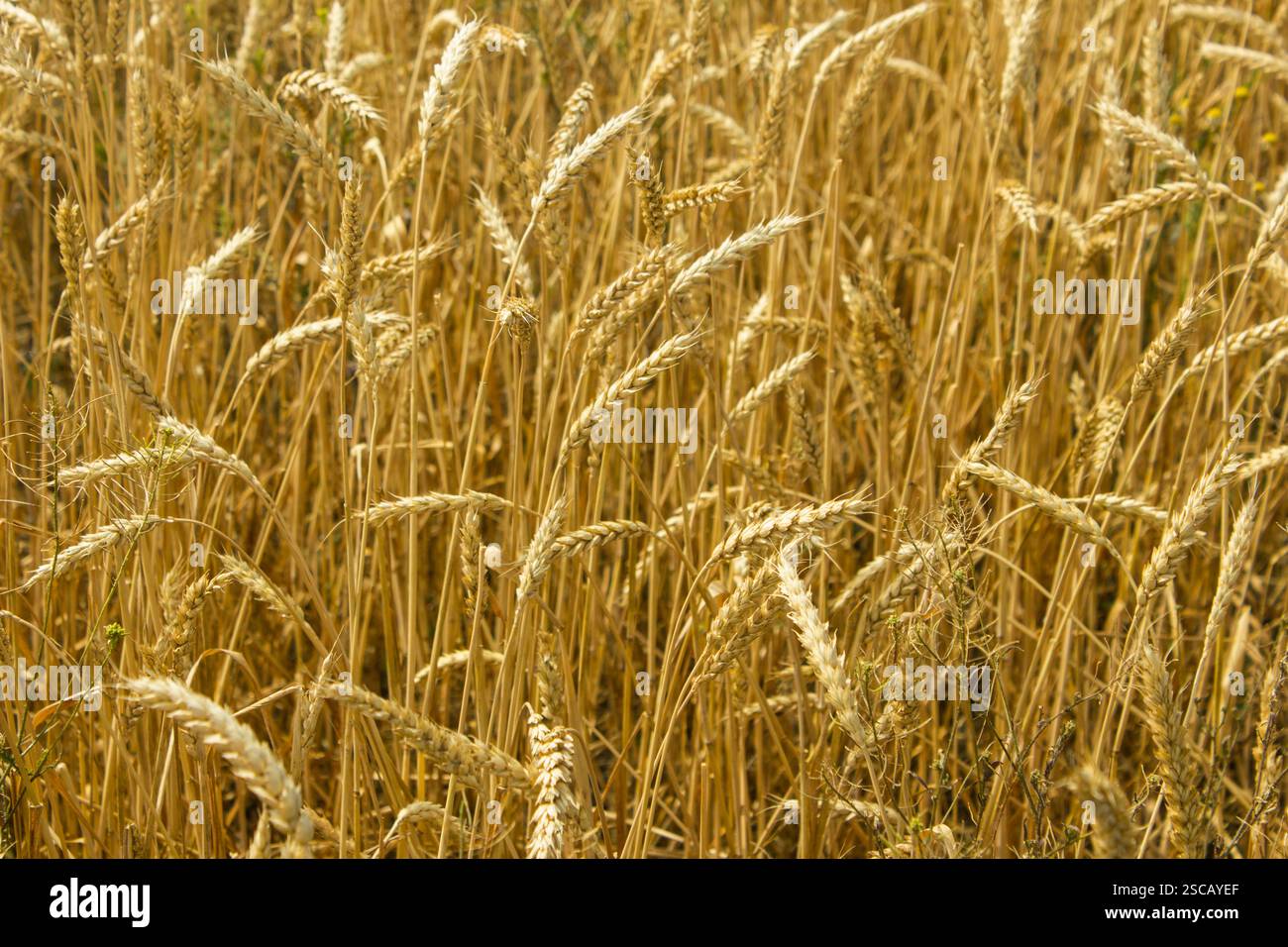 Field of wheat ready to be harvested Stock Photo - Alamy