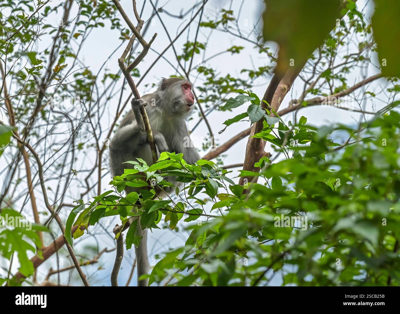 Affe, Formosa-Makak im Waldgebiet Chinan National Forest Recreation ...