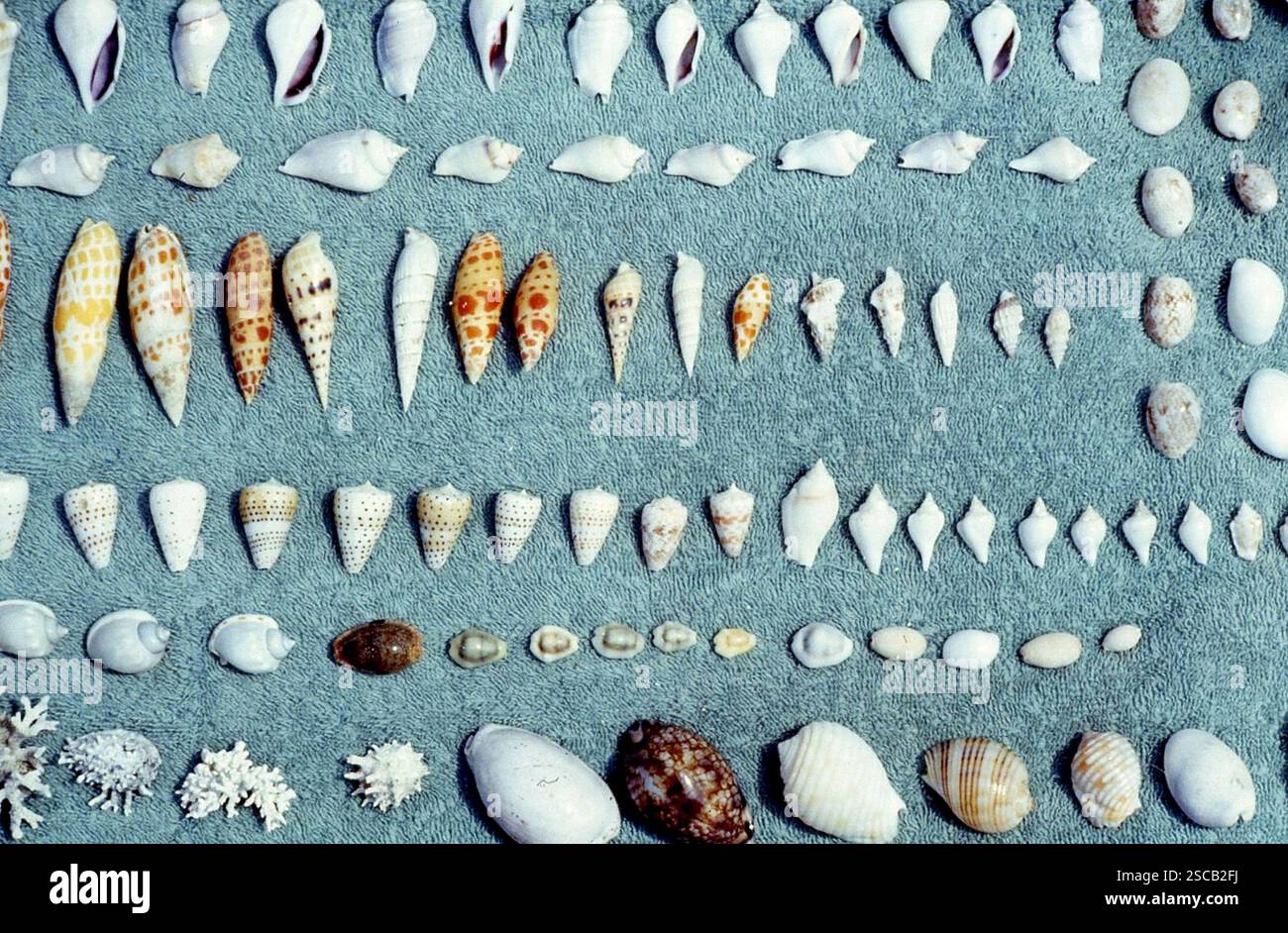 Shell collection with dead shells from the sandy beach at Olhoveli in ...