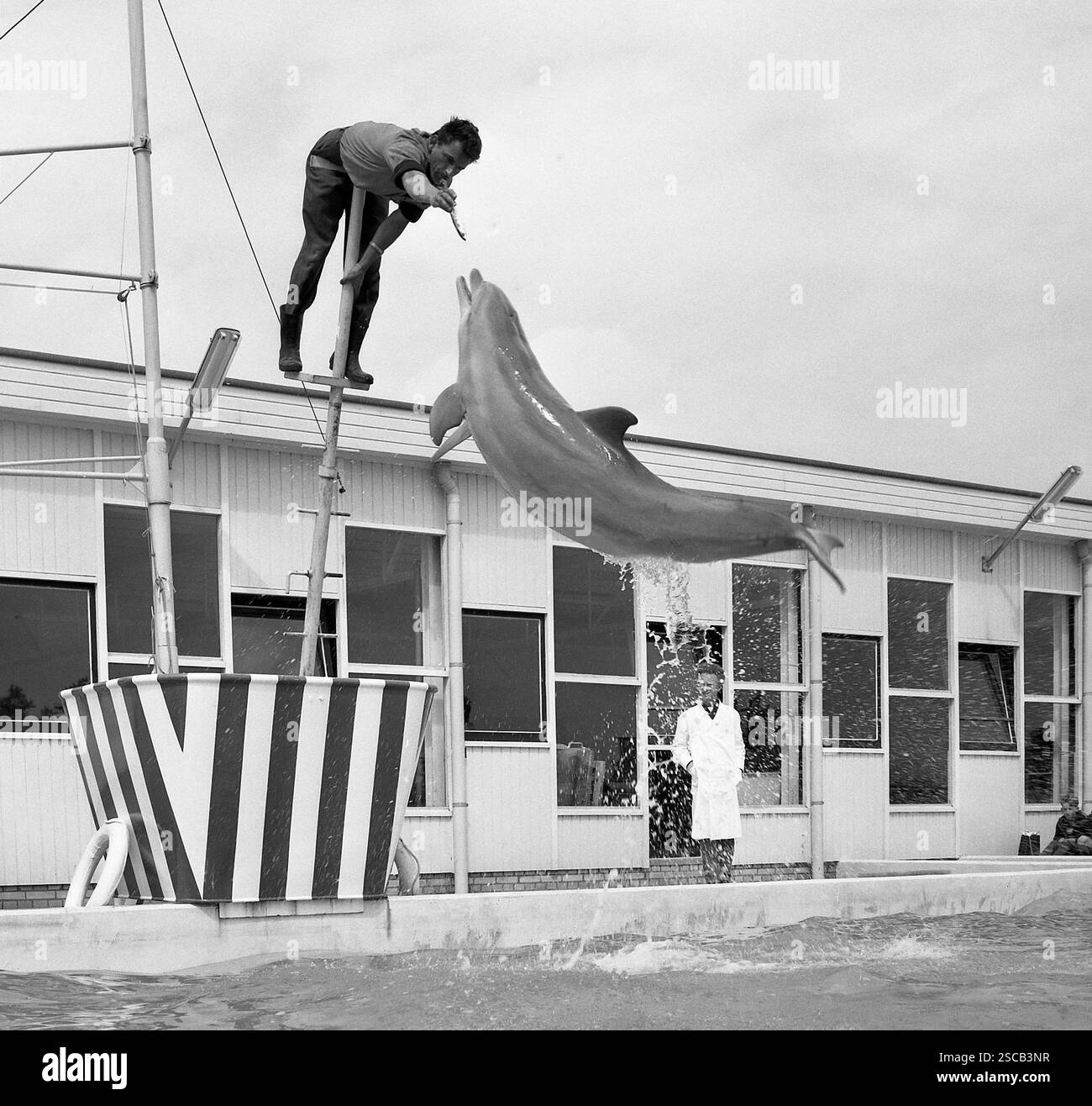 Dolphinarium in Harderwijk: Picture shows a dolphine jumping out of the ...
