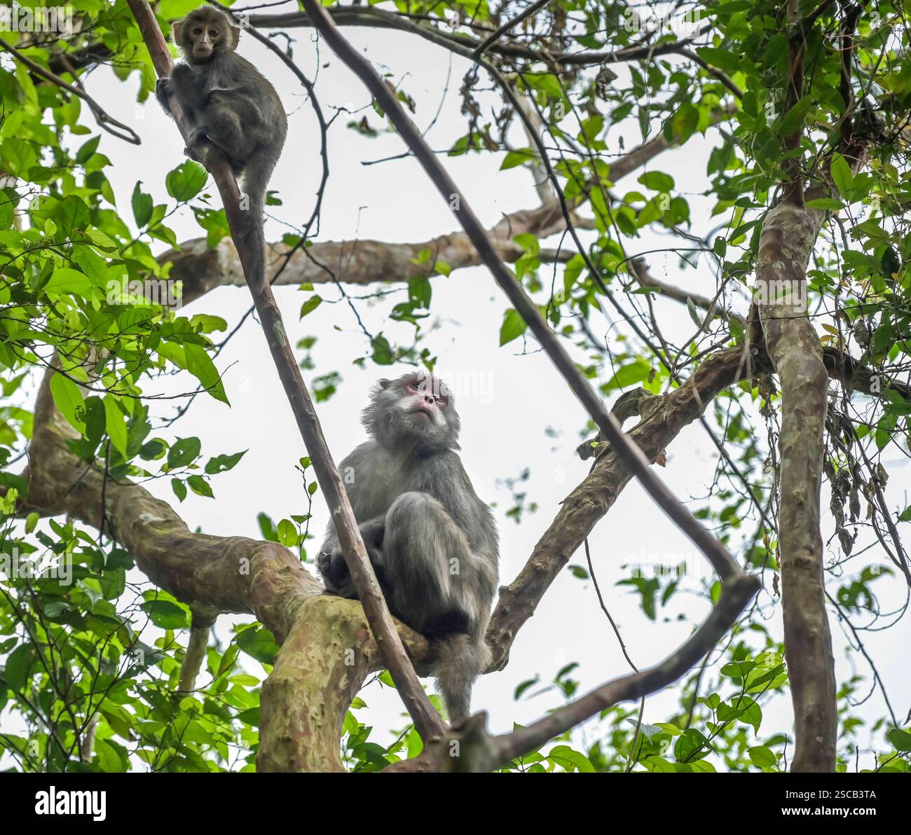 Affen, Formosa-Makak im Waldgebiet Chinan National Forest Recreation ...