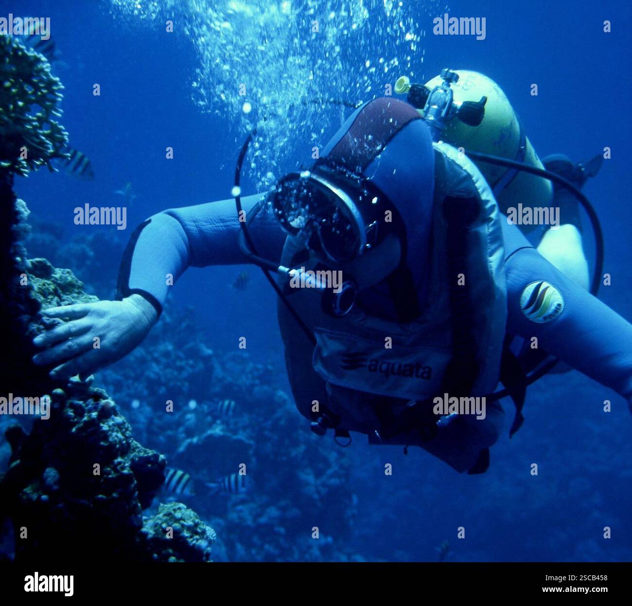 Diver touching corals in the Red Sea at the Sinai Peninsula Stock Photo ...