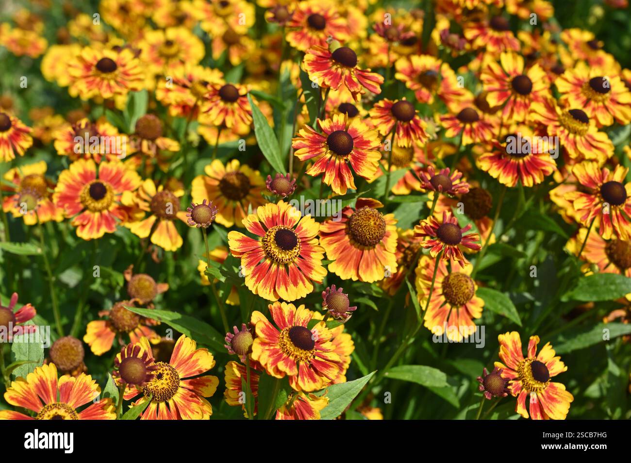 Bright red and orange autumn flowers of sneezeweed or Helenium ...
