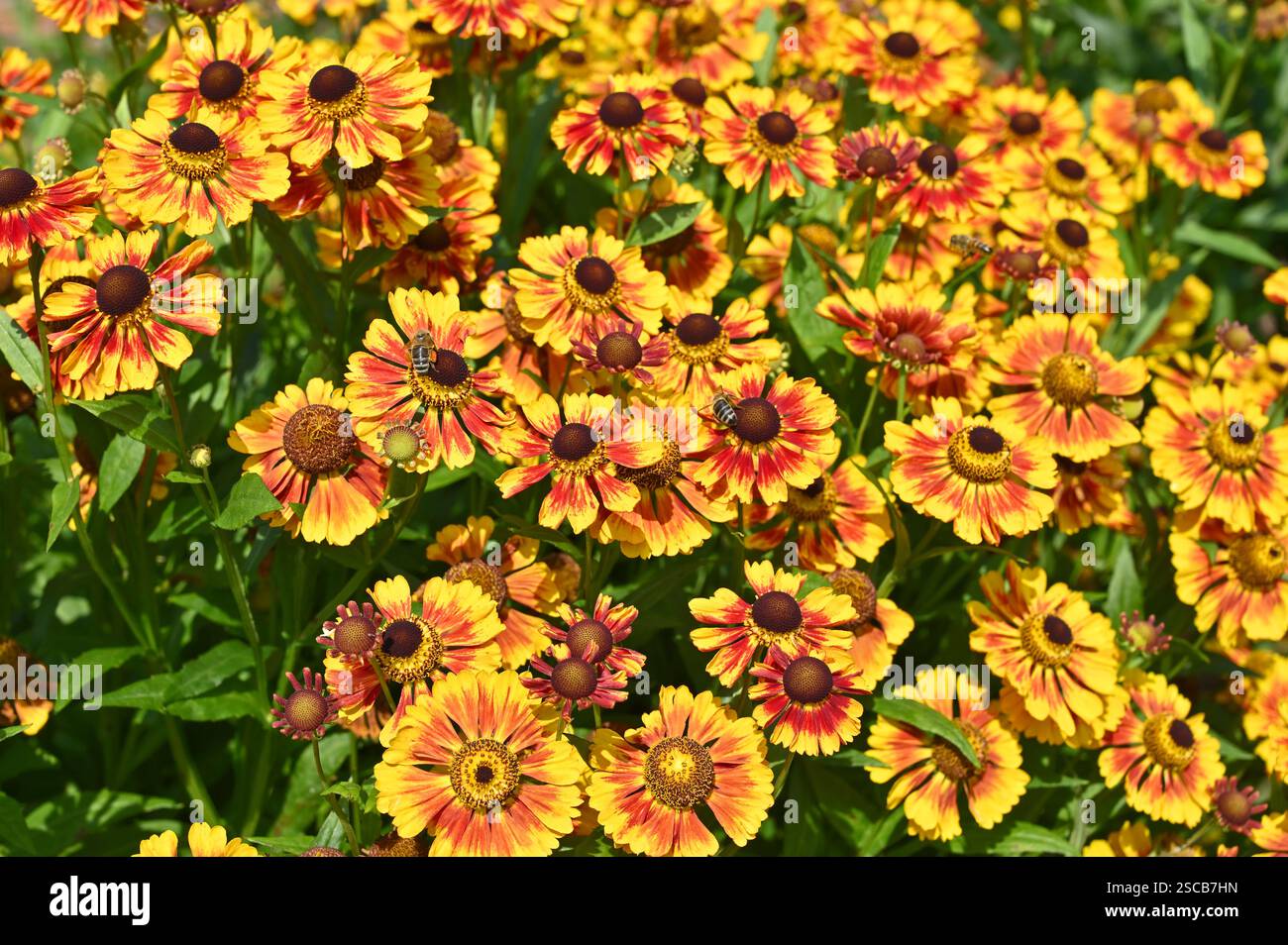Biedermeier hi-res stock photography and images - Alamy