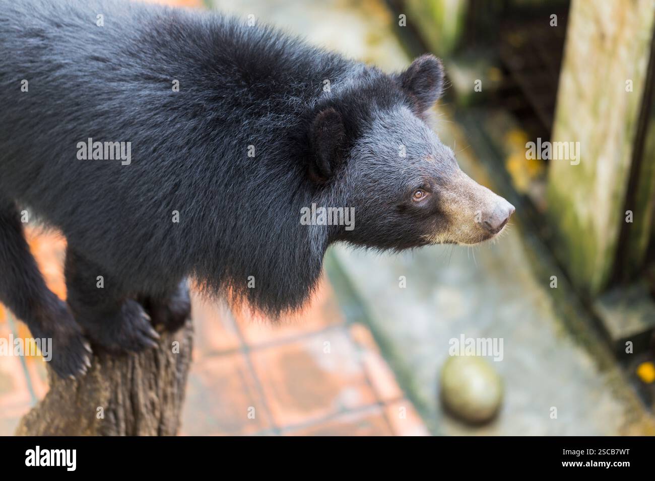 Asiatic black bear, Tibetan black bear, Ursus thibetanus, large ...