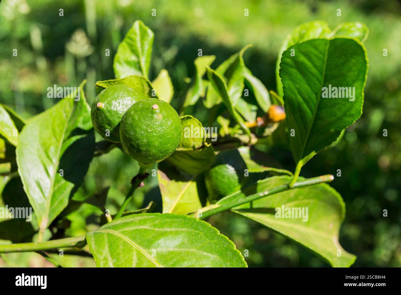 Growing green lemon on a bush in the garden Stock Photo - Alamy