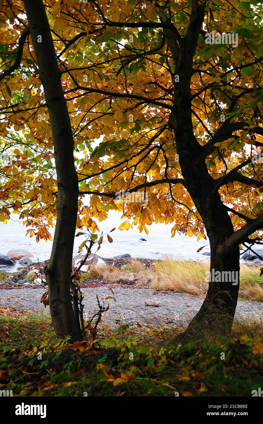 Vertical photo of two trees facing the ocean in fall. Colorful fall ...