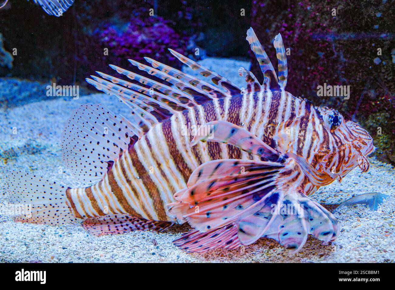 San Sebastian, Spain - 26 Jan, 2025: Lionfish Pterois in San Sebastian ...