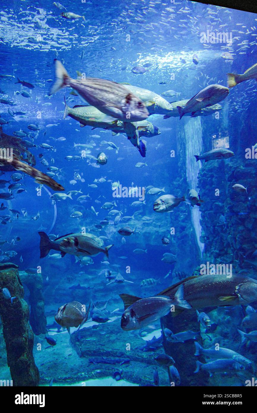 San Sebastian, Spain - 26 Jan, 2025: Fish in a tank at San Sebastian ...