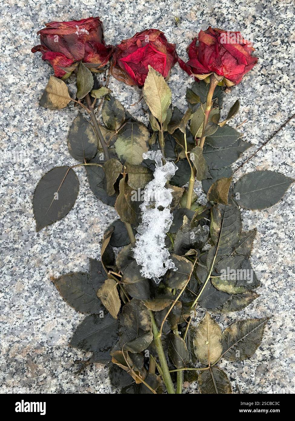 Sry and withered roses on a tombstone in the public cemetery Stock ...