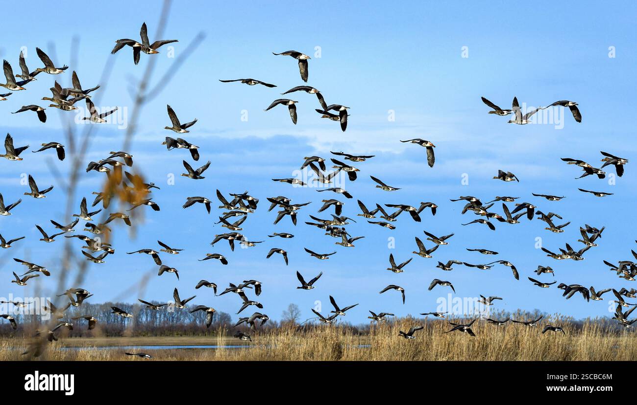 Wild geese are flying in winter time Stock Photo - Alamy