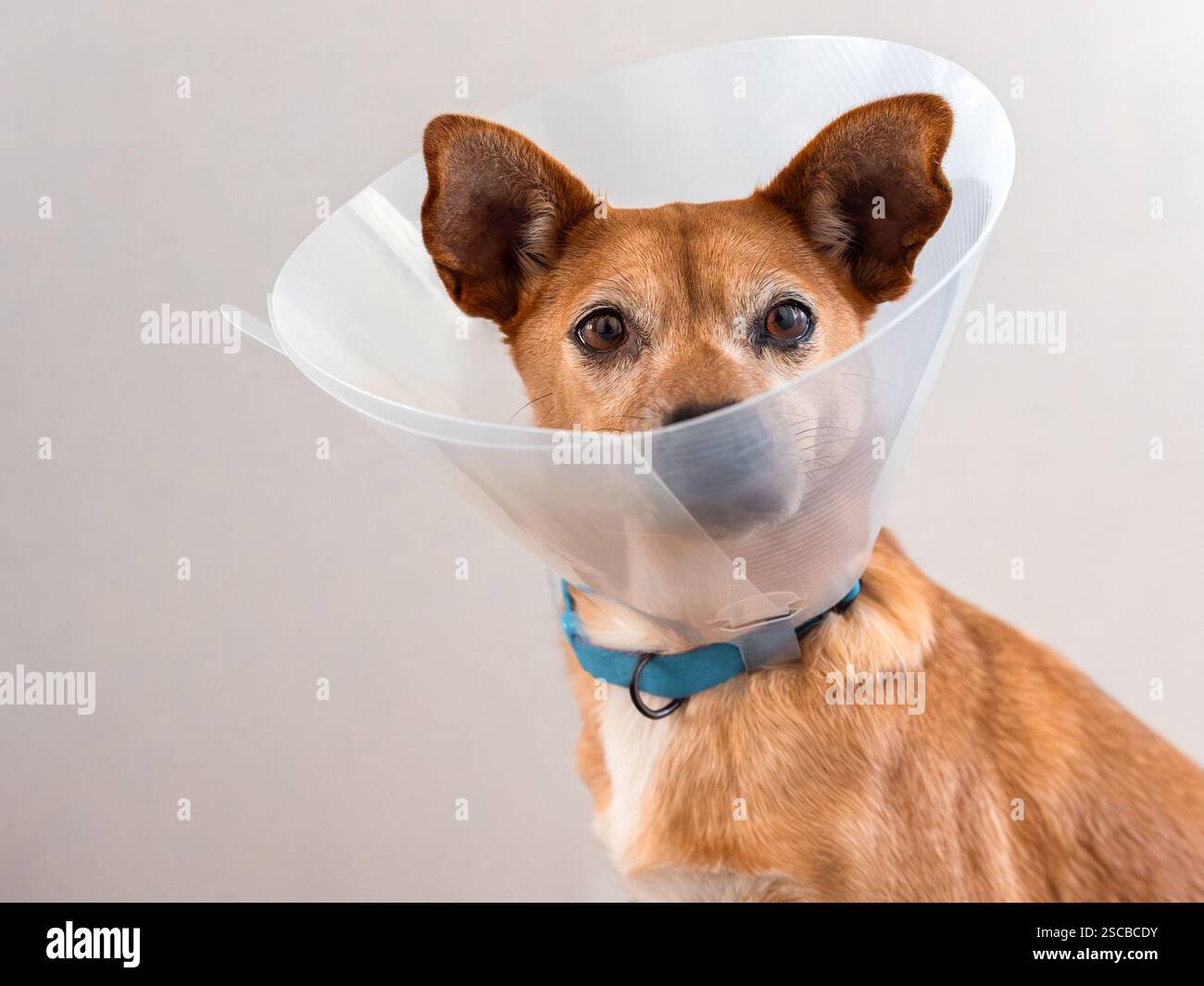 Dog injured concept recovery hi-res stock photography and images - Alamy