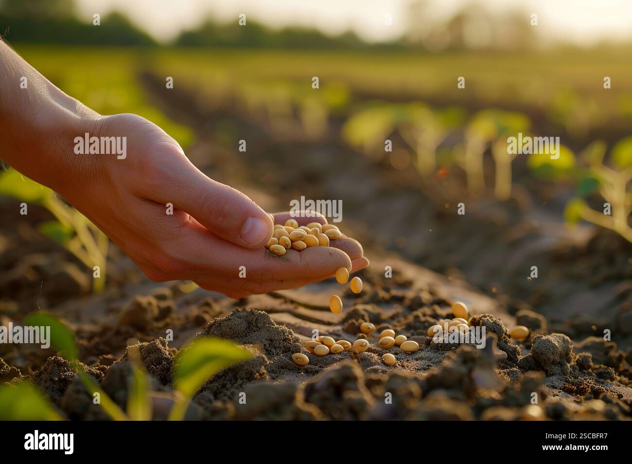 A hand is planting seeds in the dirt, of the ground in daylight. The ...