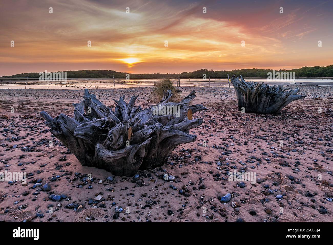 Tree stumps battered by the waves on the beach in Benacre Suffolk Stock ...
