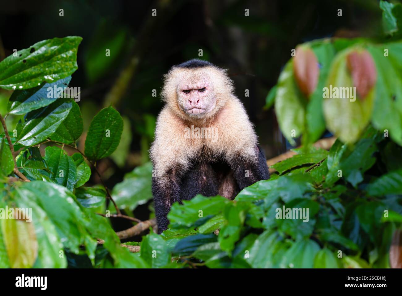 The Colombian white-faced capuchin, Cebus capucinus, or white-headed ...