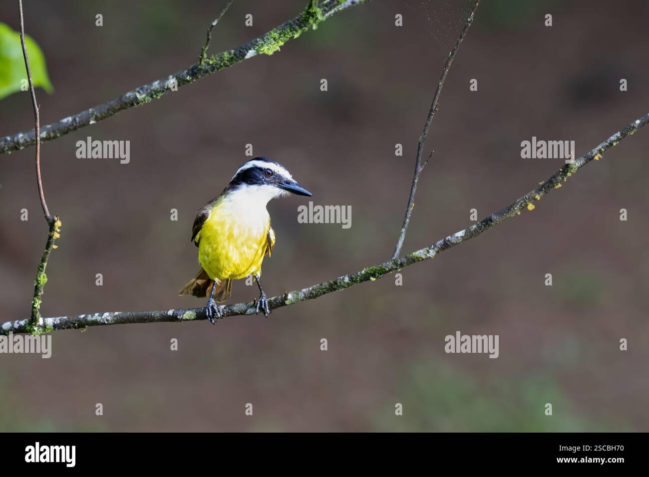 The great kiskadee, Pitangus sulphuratus, called bem-te-vi, pitogue etc ...