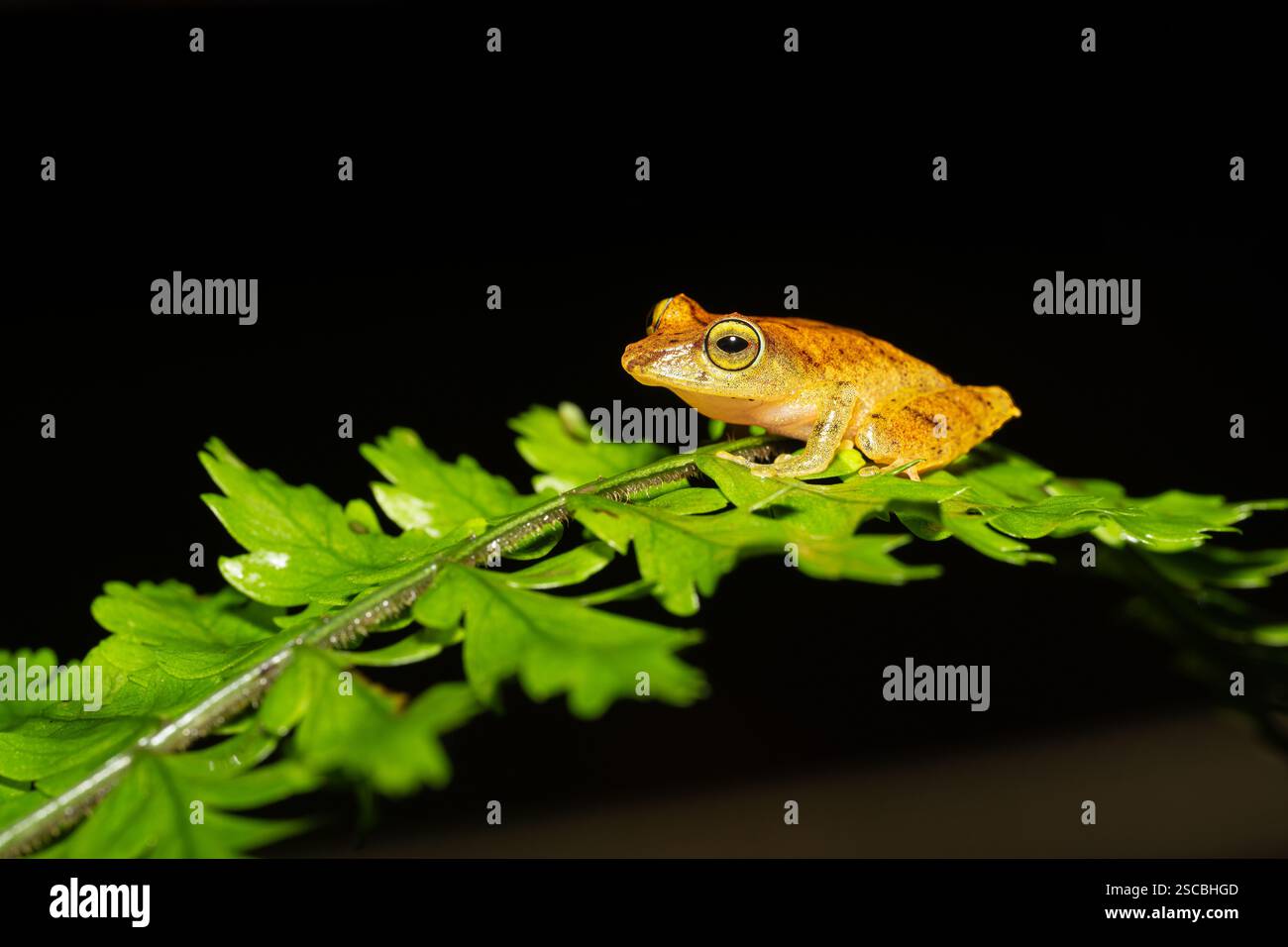 Pristimantis caryophyllaceus is sometimes known as the La Loma robber ...