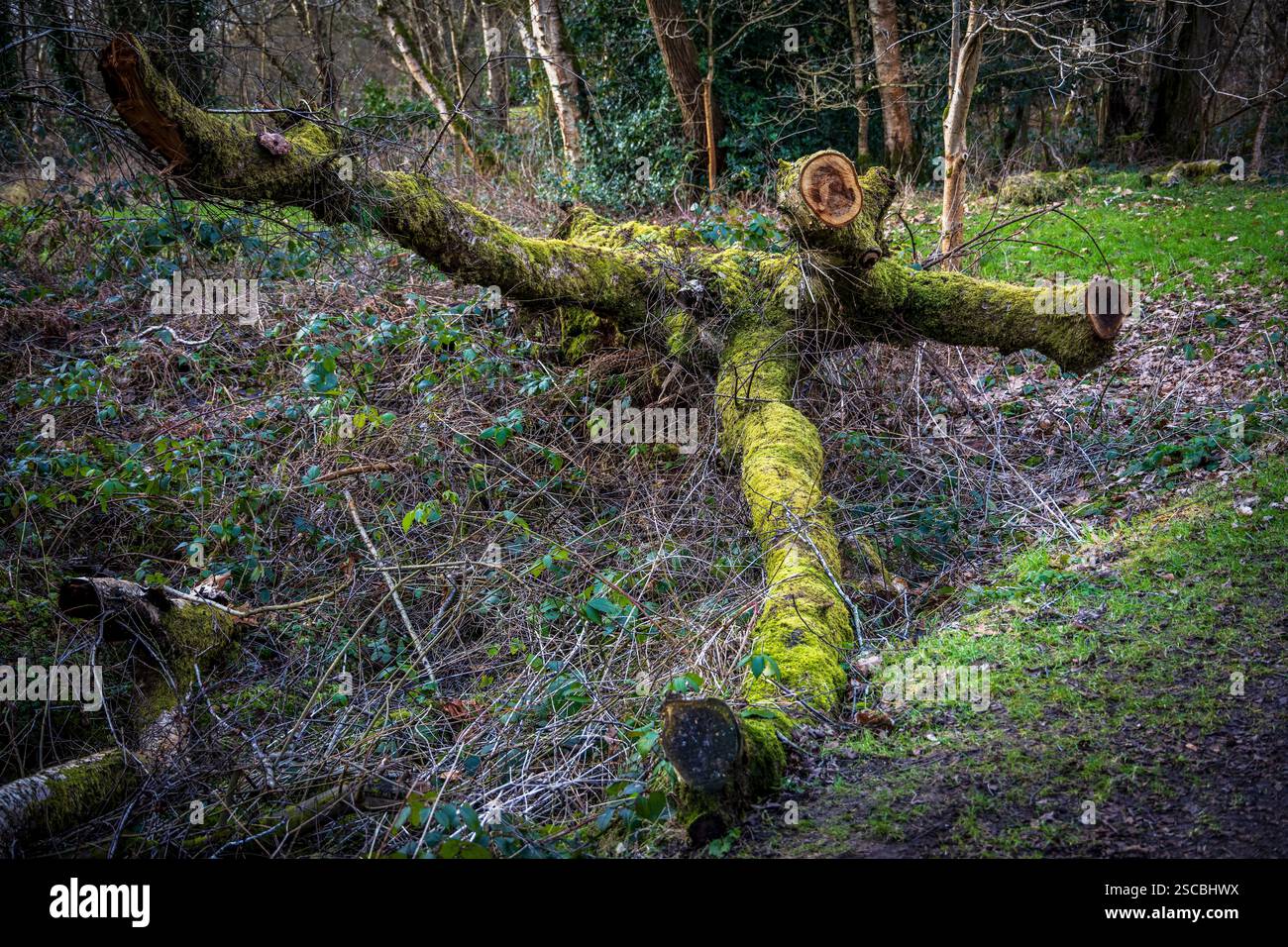 Felled rotting tree trunk covered in moss and lichen on forest floor ...