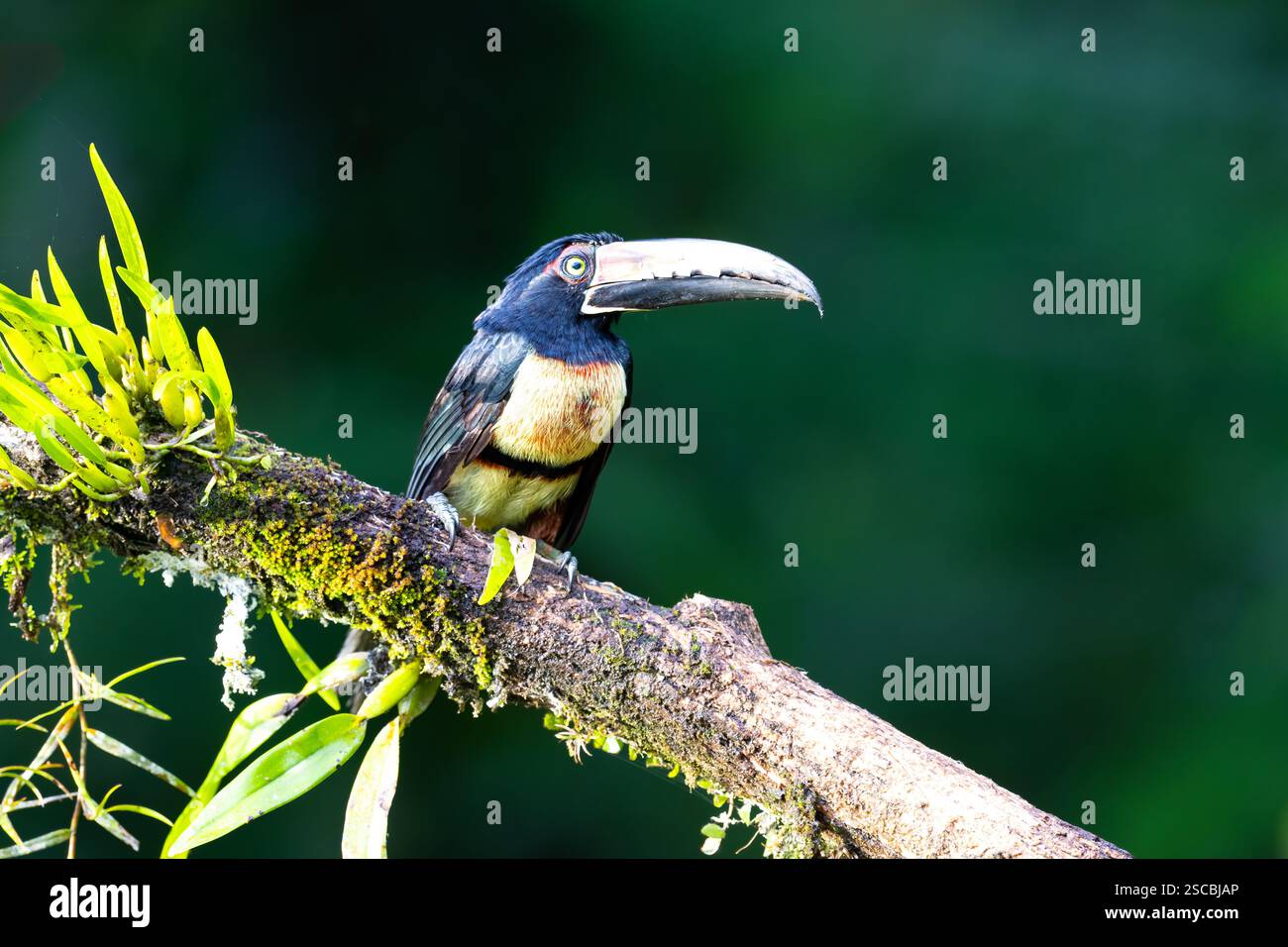 The collared aracari or collared aracari, Pteroglossus torquatus, on ...
