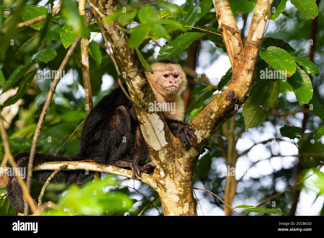 The Colombian white-faced capuchin, Cebus capucinus, or white-headed ...