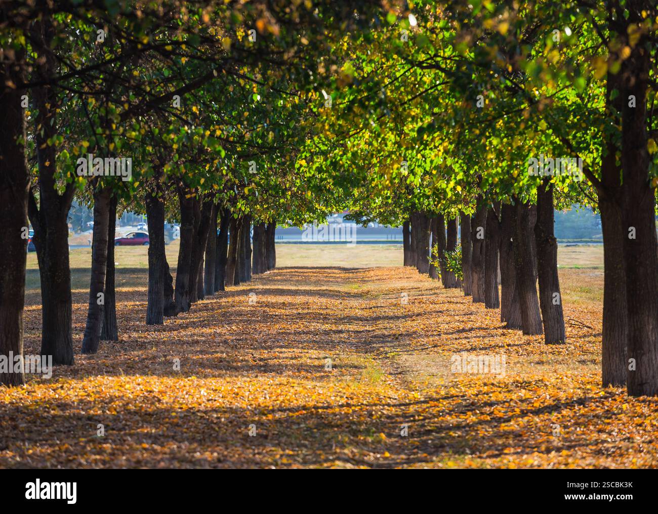 The park landscape with a long alley Stock Photo - Alamy