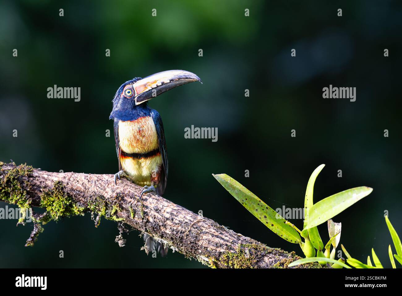 The collared aracari or collared aracari, Pteroglossus torquatus, on ...