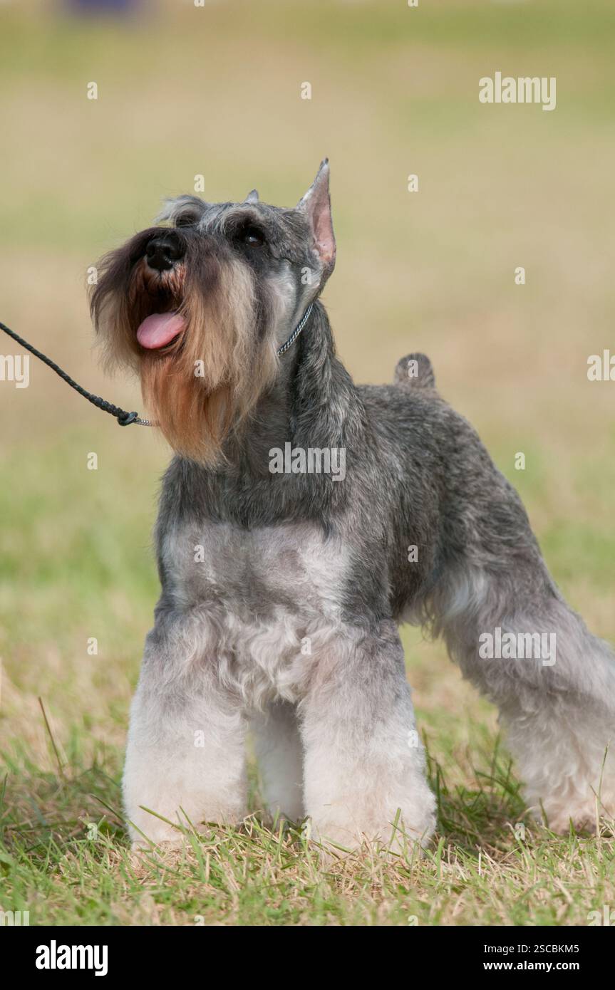 Miniature Schnauzer standing happily looking up towards handler Stock ...