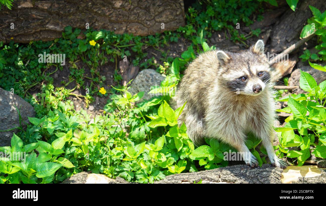 Raccoon or common raccoon in its natural habitat. It is the largest of ...