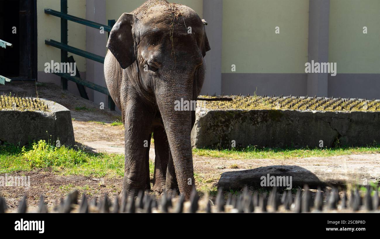 Sad elephant in zoo surrounded by obstacles with spikes. Concept of ...