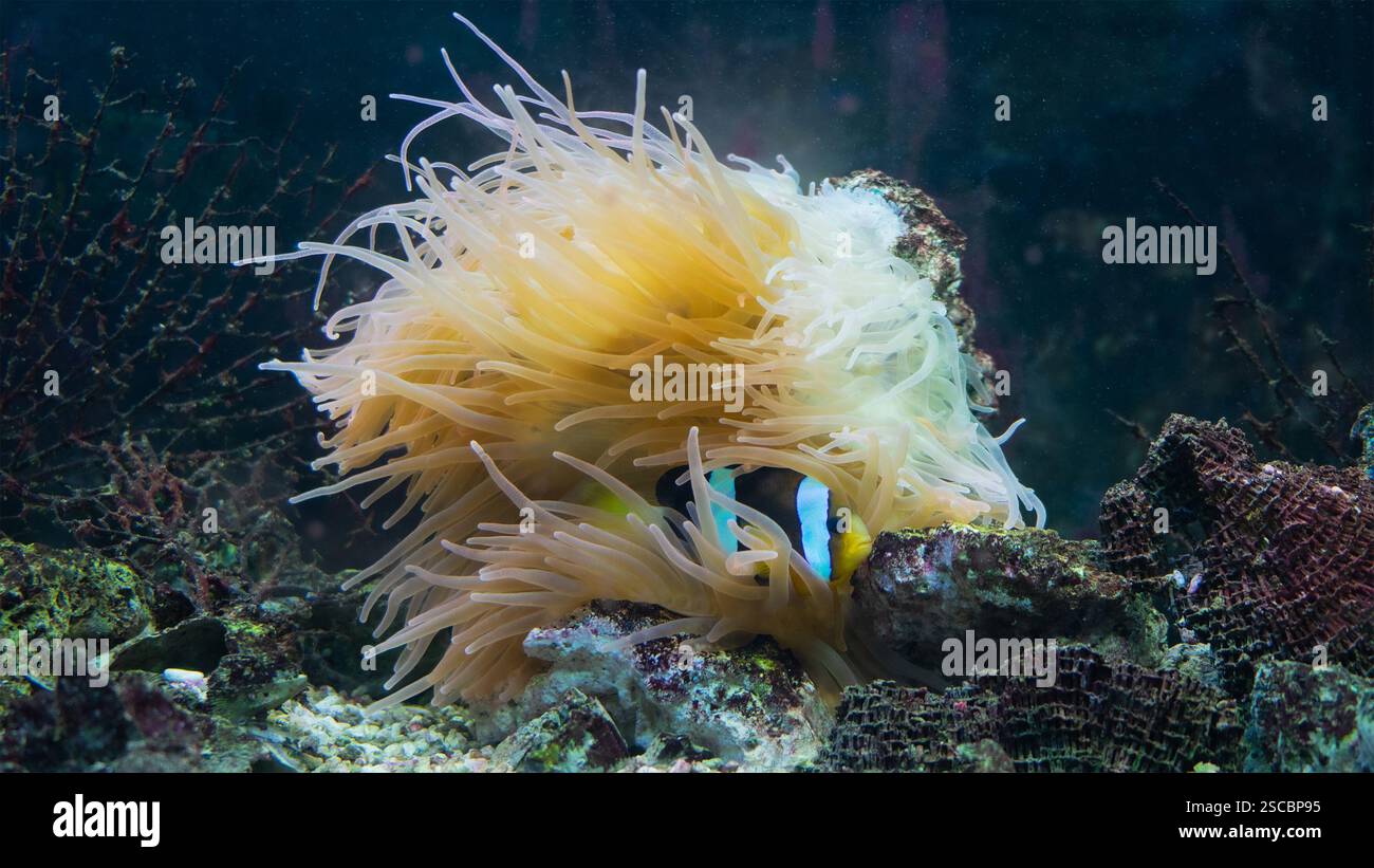 Clown fish is hiding among sea anemones close up on a tropical coral ...