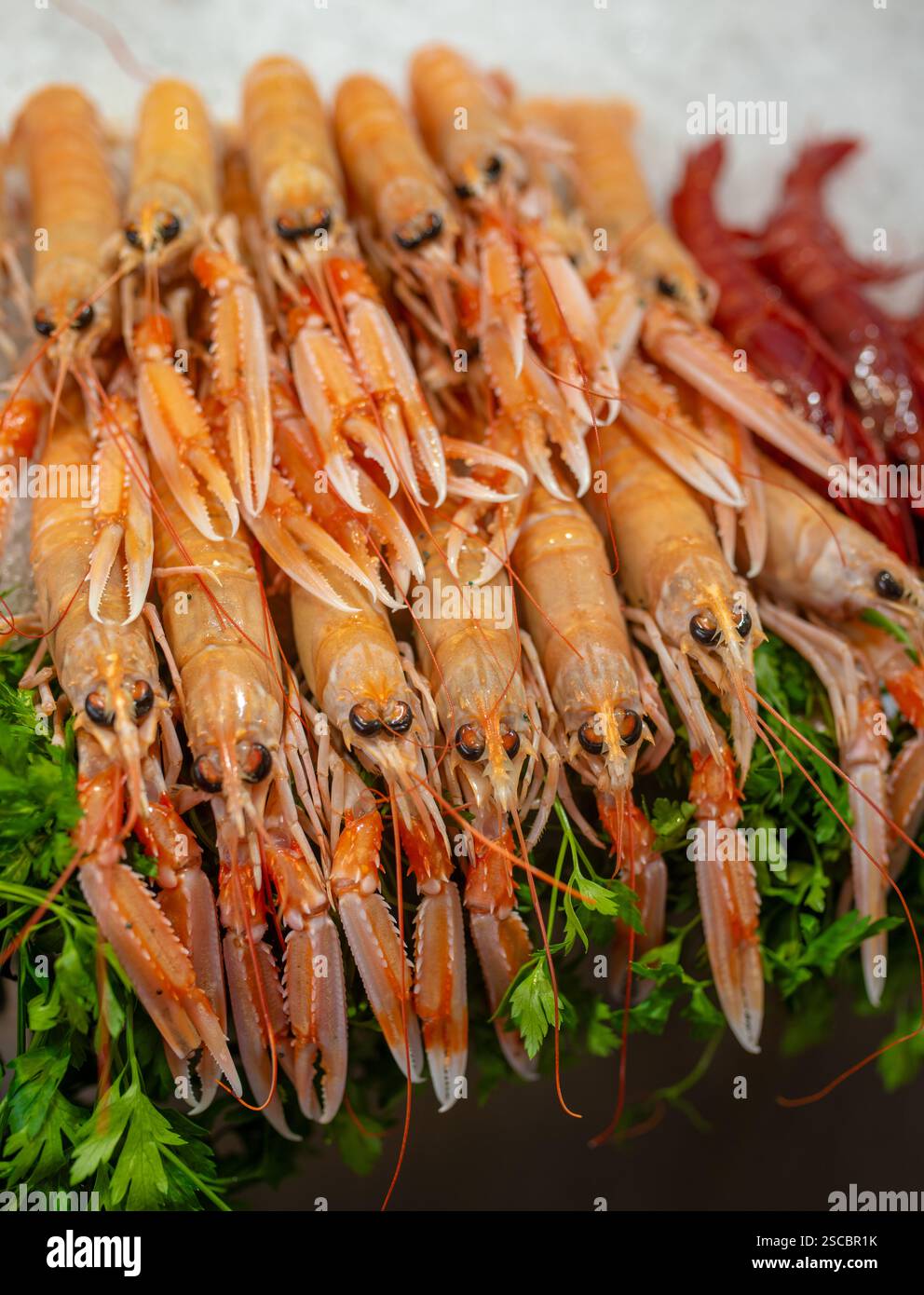 Fresh lobsters in ice, ready for sale at the fish market. Delicious and ...