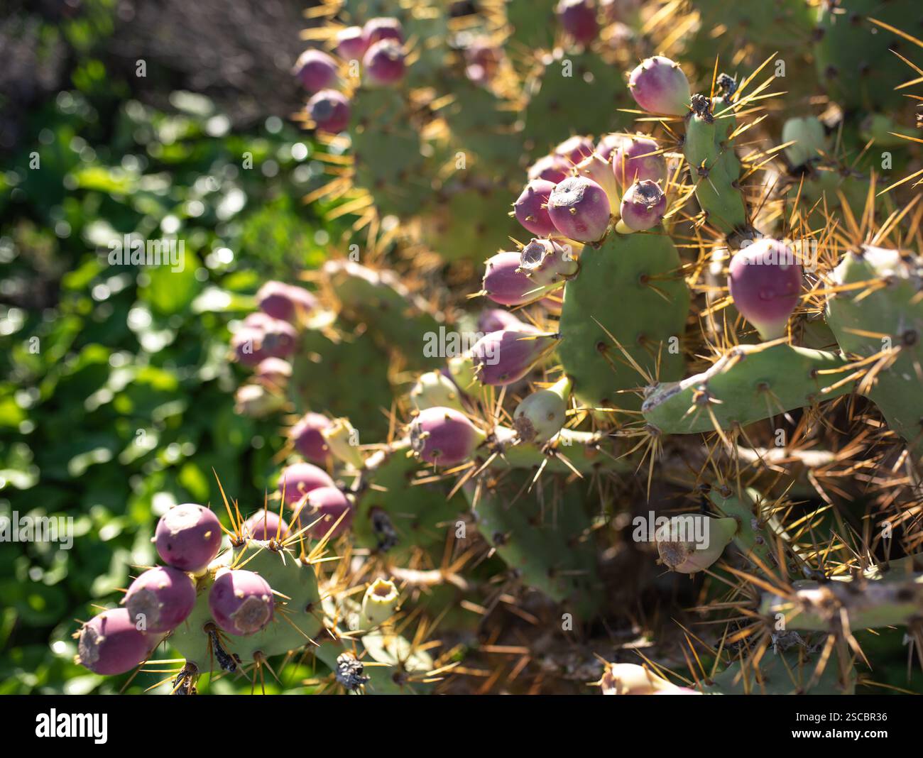 Cactus of the eastern prickly pear fig Stock Photo - Alamy