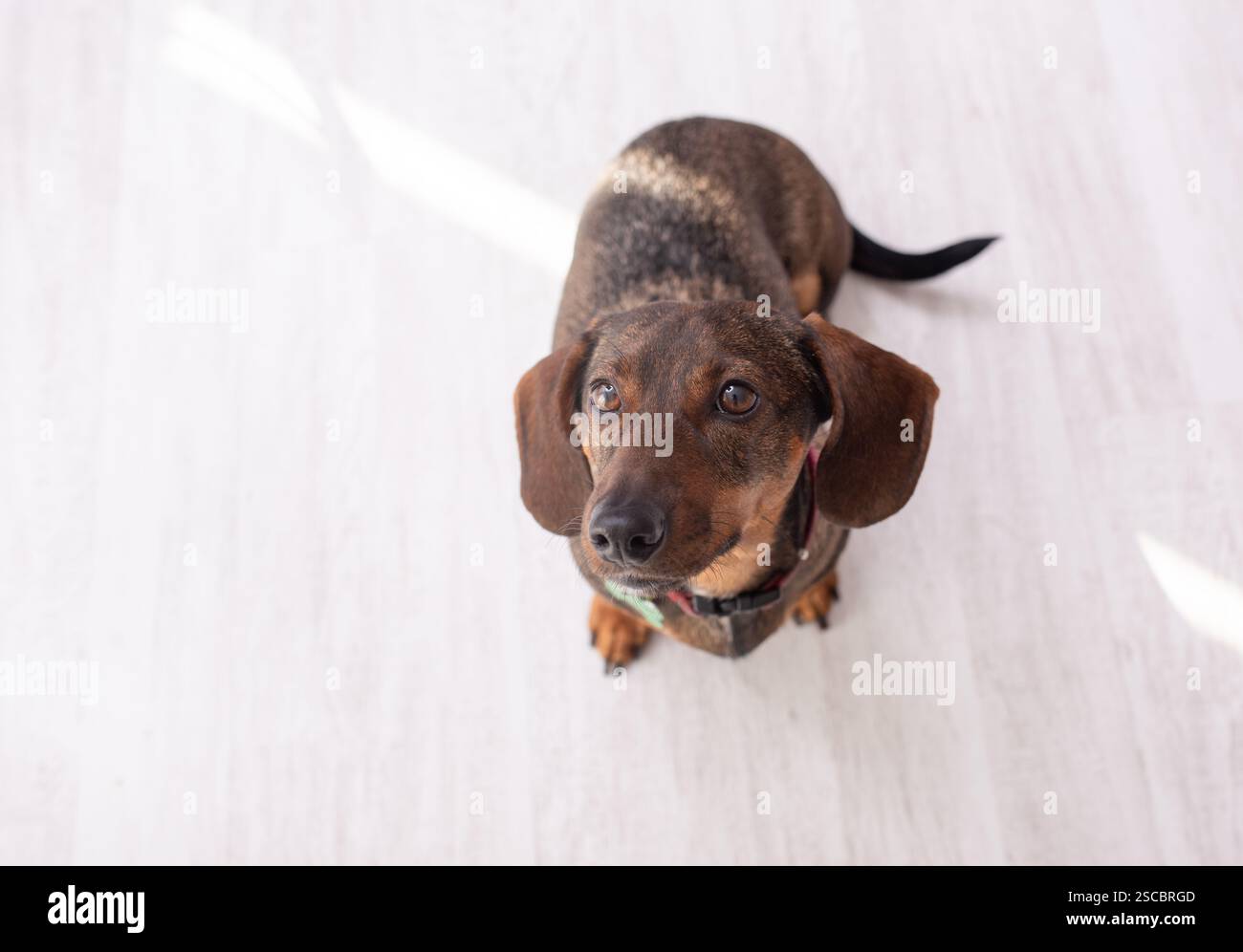 funny dachshund dog standing on the floor in the room. top view. portrait close-up Stock Photo ...
