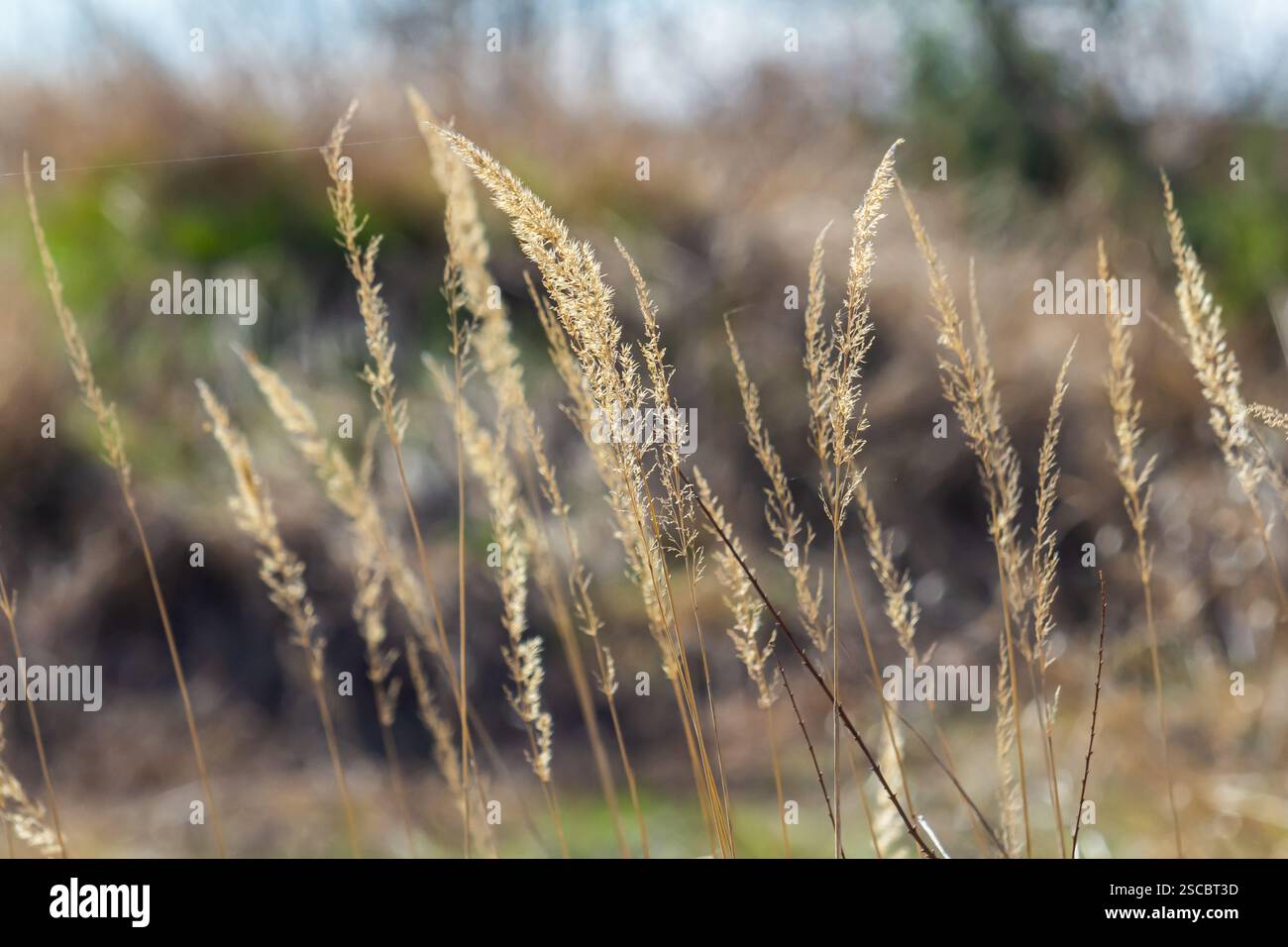 Inflorescence of wood small-reed Calamagrostis epigejos on a meadow ...