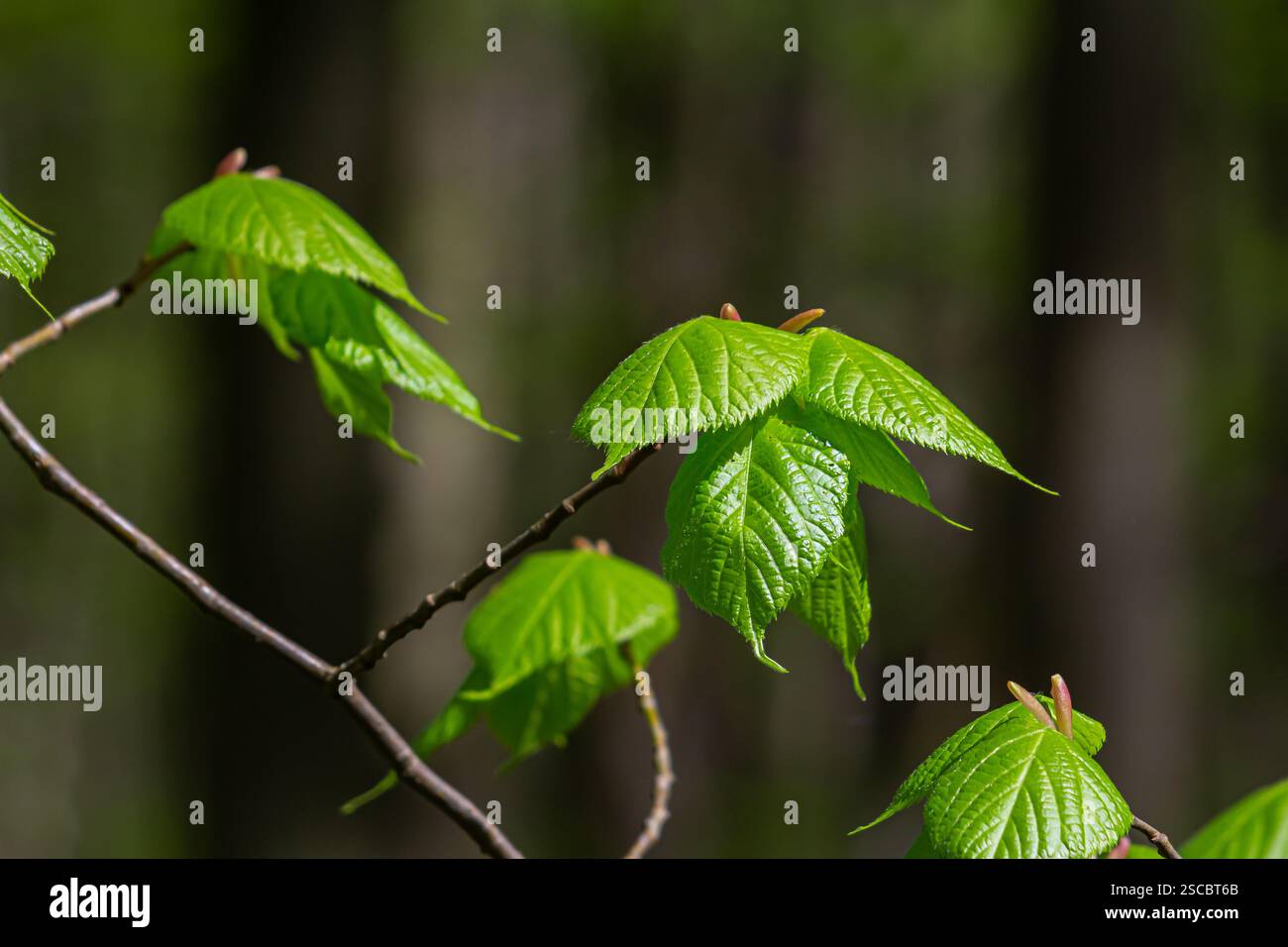 Fresh leaves of carpinus betulus in spring. Common hornbeam Stock Photo ...